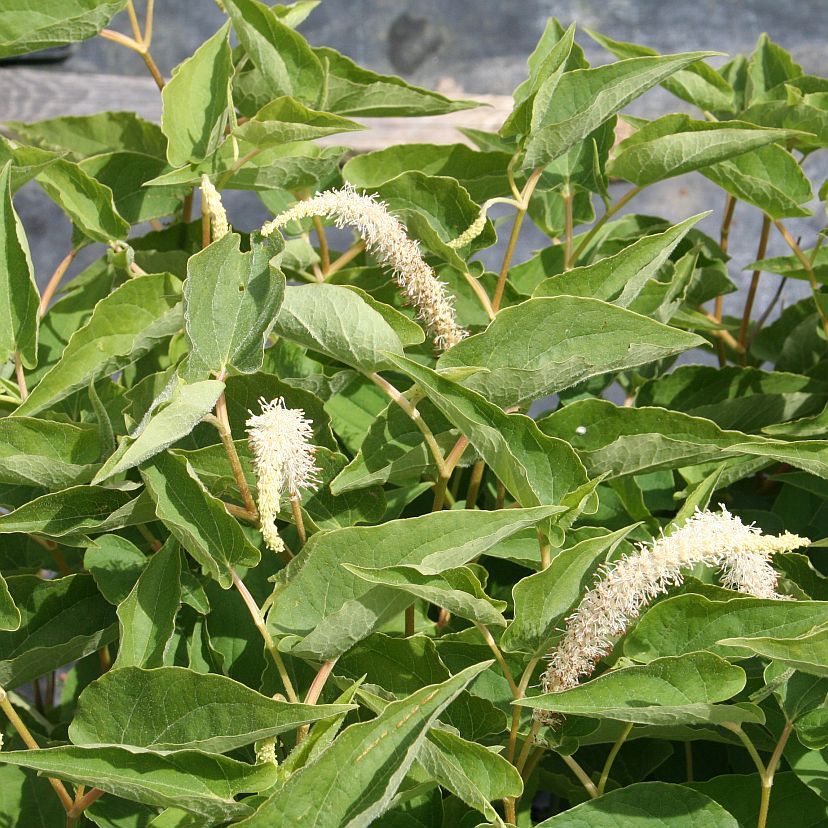 STM - Saururus cernus | P 1 | sim204229.2