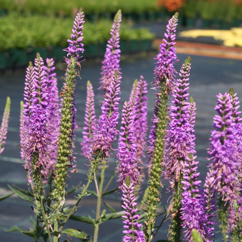 STM - Veronica spicata 'Purpleicious' | sim205990