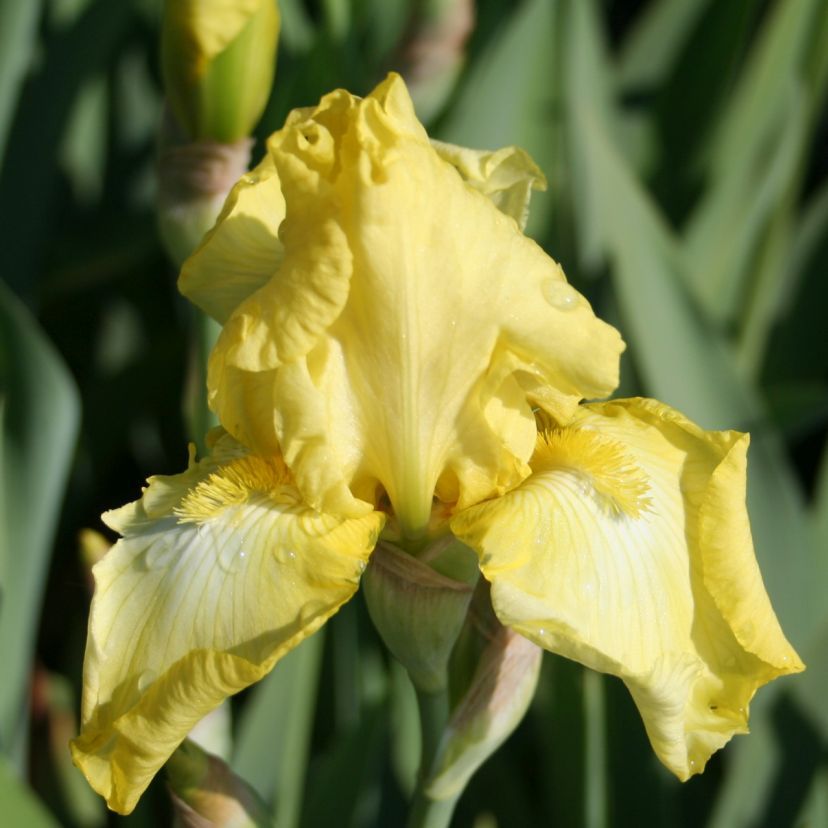 STM - Iris barb.- elat. 'Irish Tune' | sim003677878000631