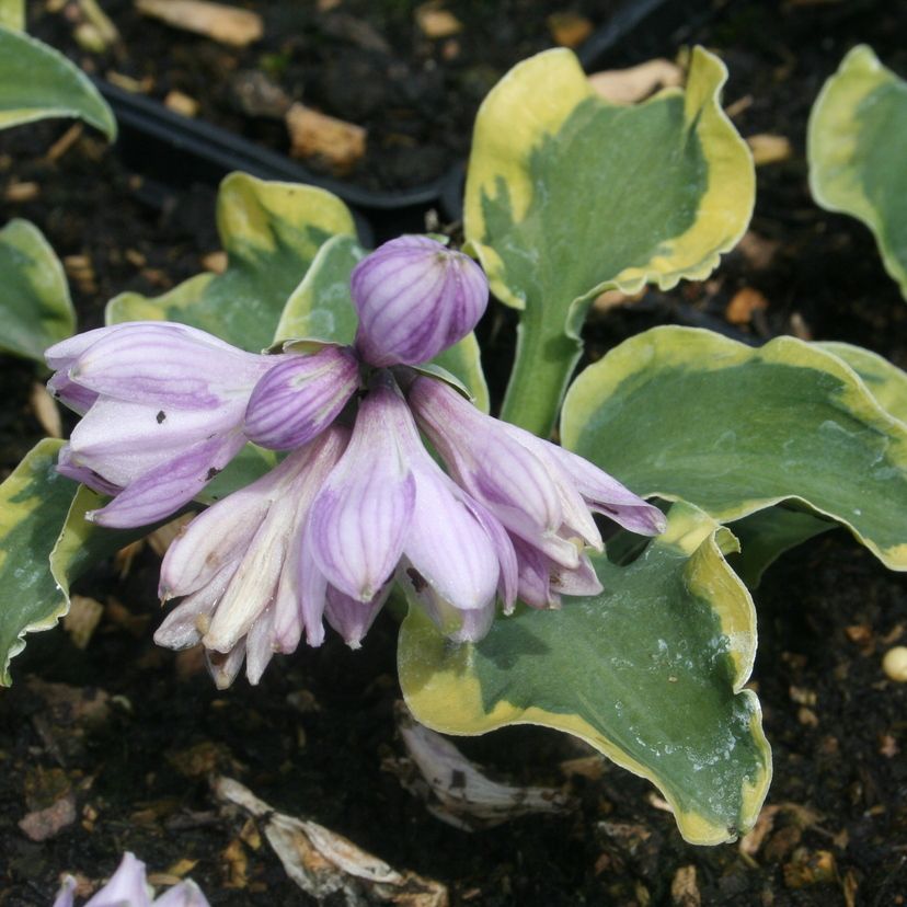 STM - Hosta hybr. 'Sun Mouse' | sim002877146883840