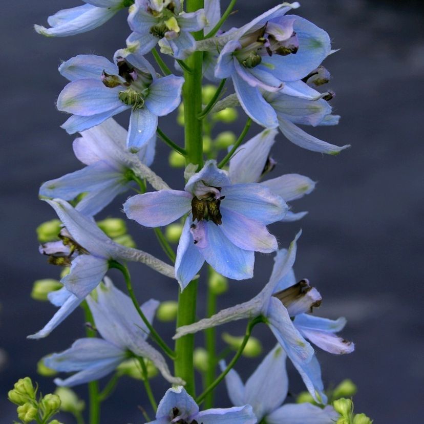 STM - Delphinium cult. 'Malvine' | sim201725