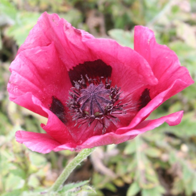 STM - Papaver orient. 'Marlene' | P 1 | sim005870570005335.2