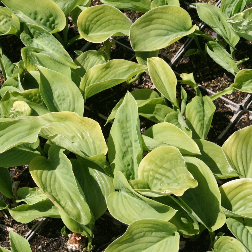 STM - Hosta hybr. 'Mojito' | sim008170270128050