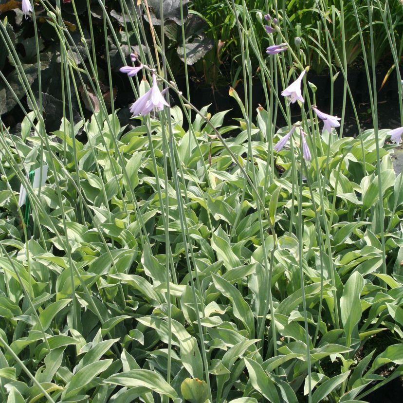 Hosta nigrescens 'Krossa Regal' | C 1,3 VR | sim002322331204867.2