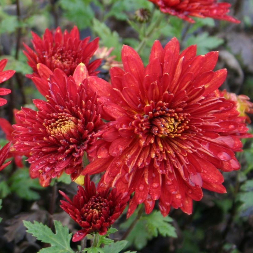 STM - Chrysanth. hort. 'Brennpunkt' | sim200978