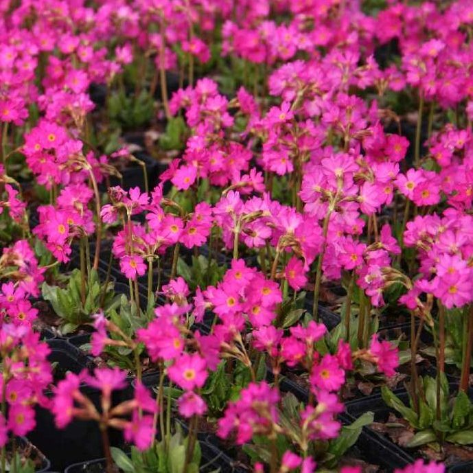 STM - Primula rosea WS | sim204049