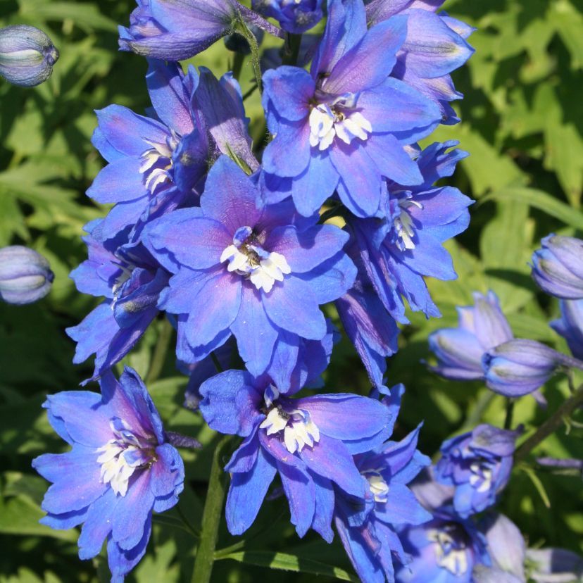 STM - Delphinium cult. 'Delphis Little Blue Dwarf' | sim000371081106430