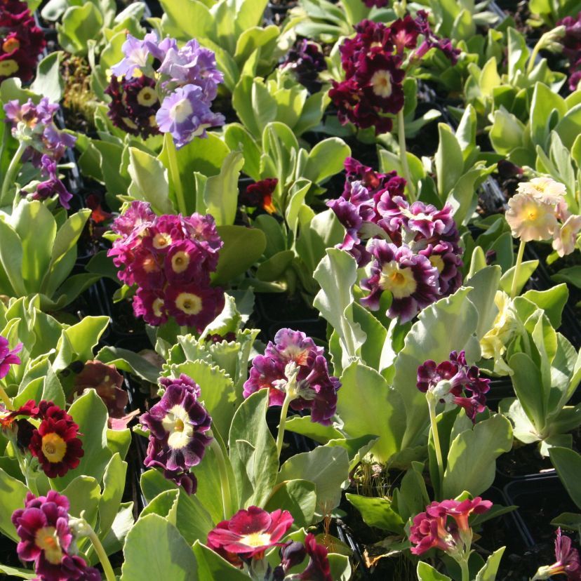 Primula x pubescens (hortensis) | P 1 | sim204079.2