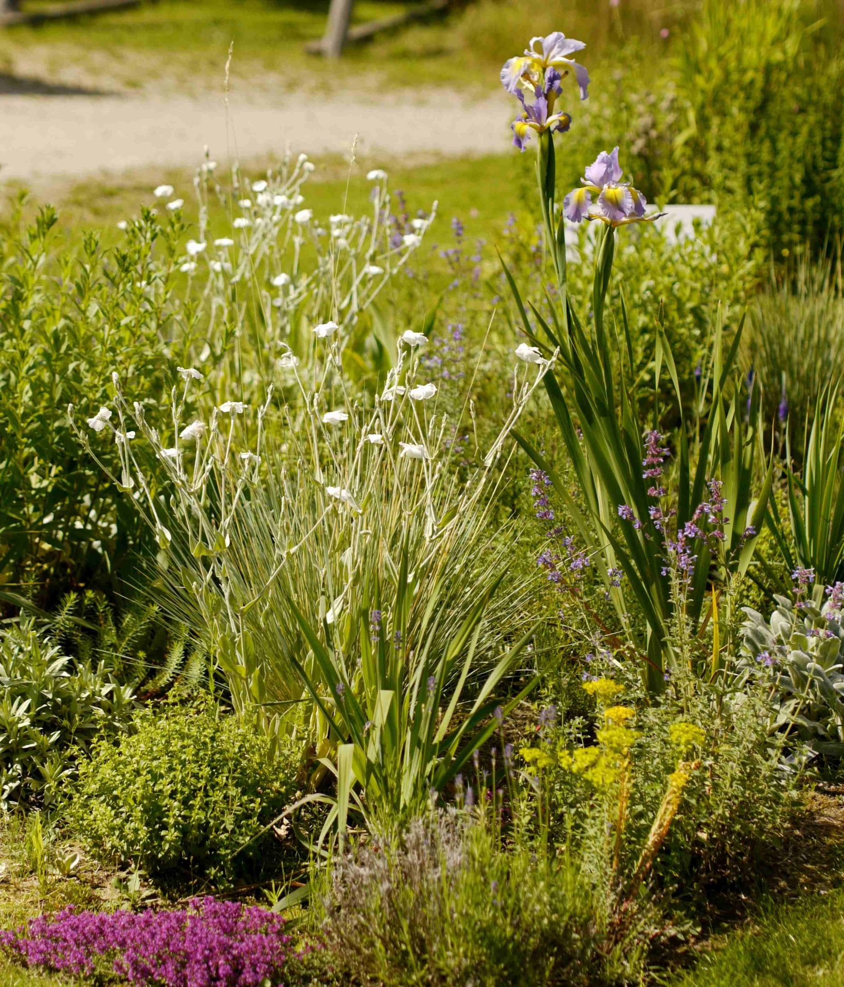 Blau-Silber-Heide - Staudenmischpflanzung als Fertigmischung ...