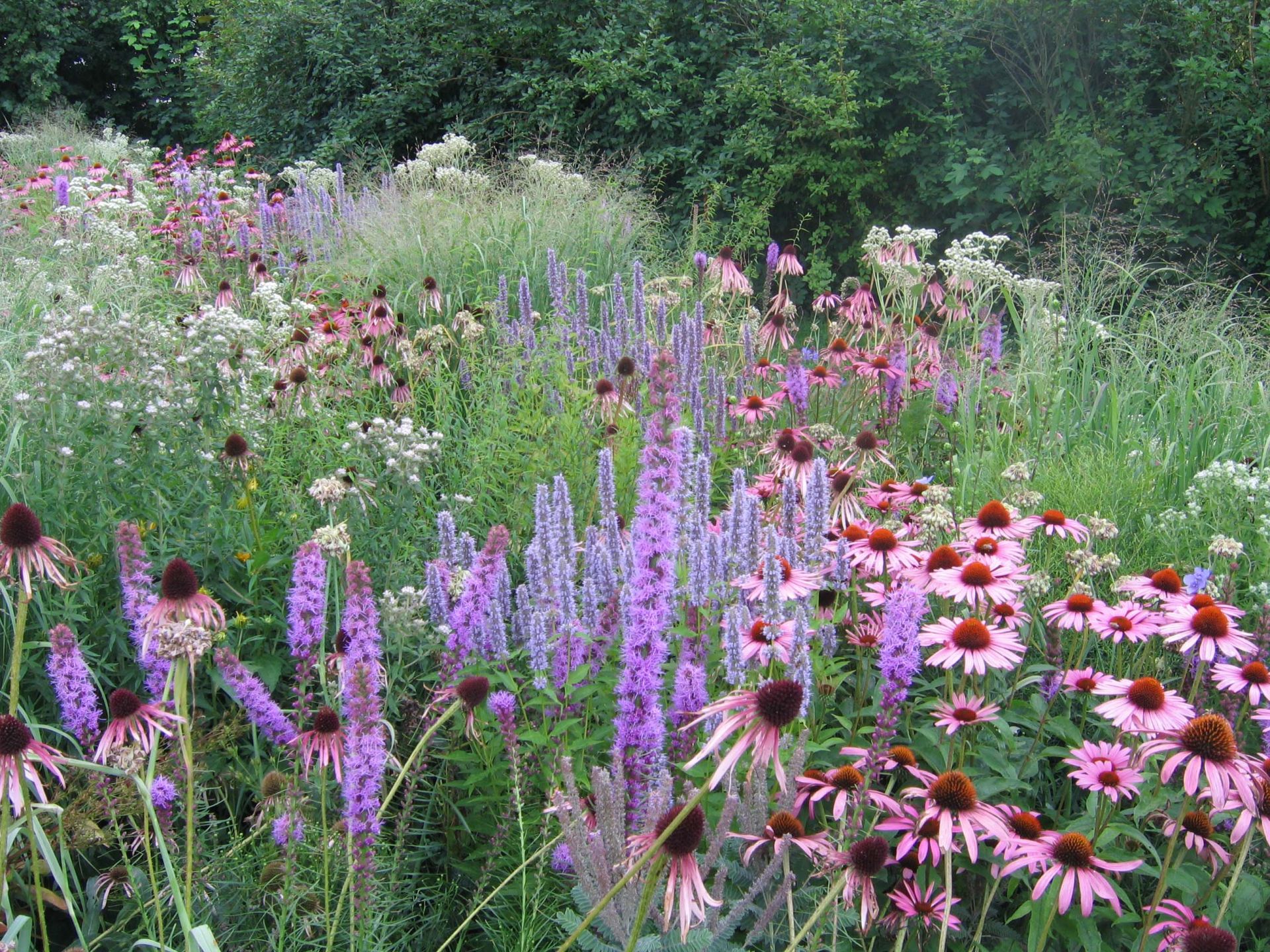Präriesommer - Staudenmischpflanzung als Fertigmischung vorgemischt ...