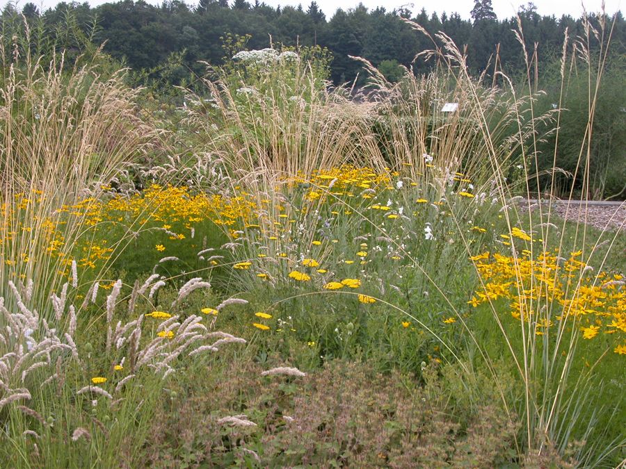 Sommerwind - Staudenmischpflanzung als Fertigmischung vorgemischt | STM604