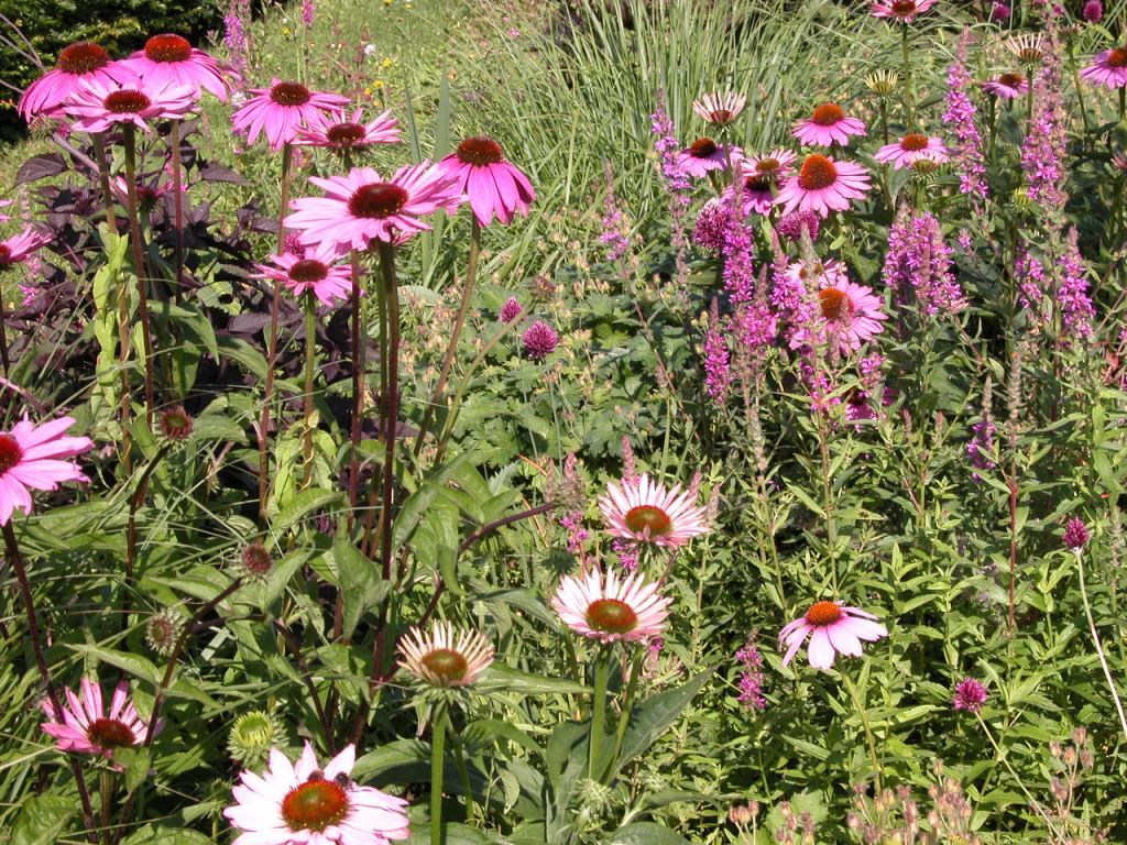 Pink Paradise - Staudenmischpflanzung als Fertigmischung vorgemischt ...