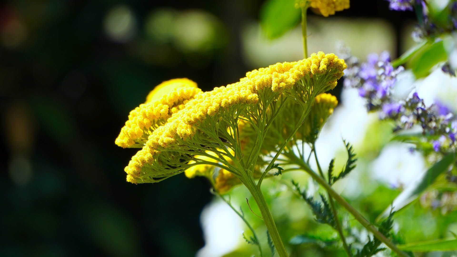 Schafgarbe - die Staude des Jahres 2021