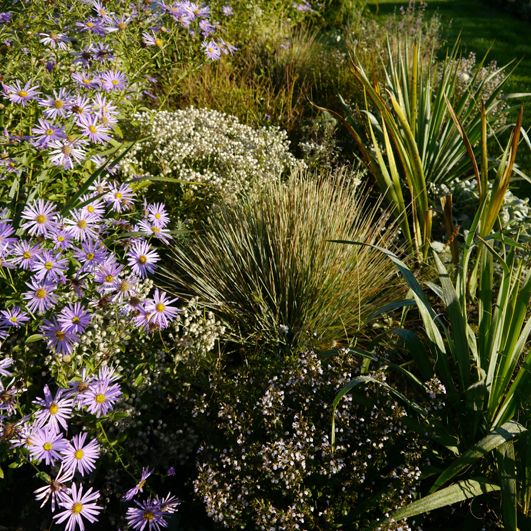 Blau-Silber-Heide - Staudenmischpflanzung als Fertigmischung ...