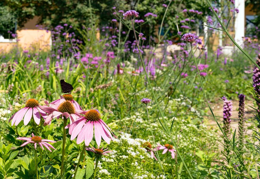 Präriesommer - Staudenmischpflanzung als Fertigmischung vorgemischt ...