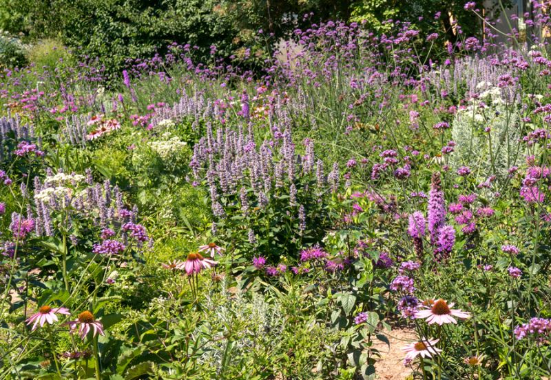 Präriesommer - Staudenmischpflanzung als Fertigmischung vorgemischt ...