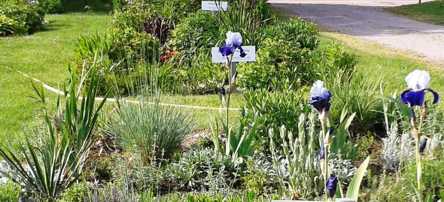 Blau-Silber-Heide - Staudenmischpflanzung als Fertigmischung ...