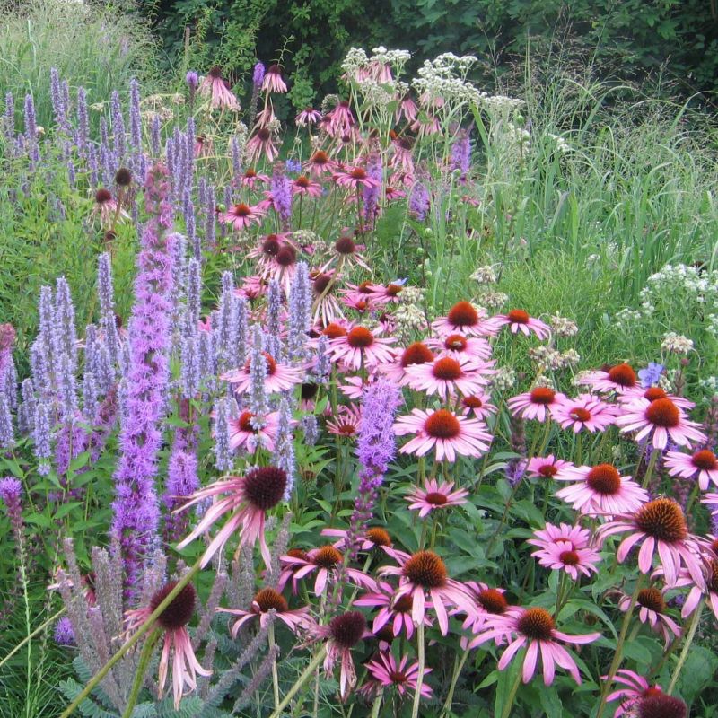 Präriesommer - Staudenmischpflanzung als Fertigmischung vorgemischt ...